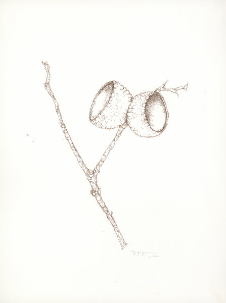 Acorn II – The Scouted Studio