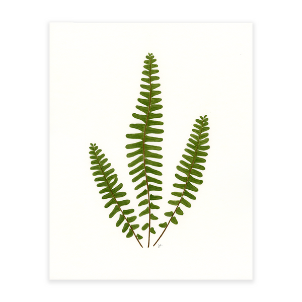 Sword Fern Trio – The Scouted Studio